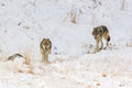 Wolf Photos | Photography of Wolves in the wild | Yellowstone wolves ...