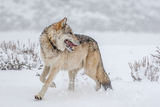 Wolf Photos | Photography of Wolves in the wild | Yellowstone wolves ...