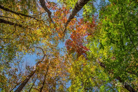 Pictures of Beautiful Trees of Life | Large Format Prints by Jess Lee