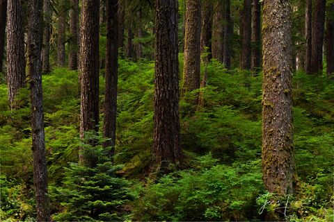 Pictures of Beautiful Trees of Life | Fine Art Photography by Jess Lee