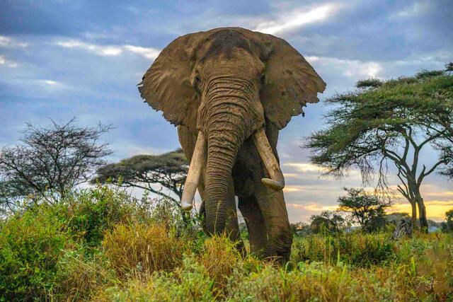Super Tusker Elephants Photos - Photographing for conservation | Photos ...