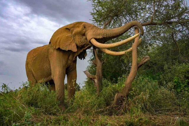 Super Tusker Elephants Photos - Photographing for conservation | Photos ...