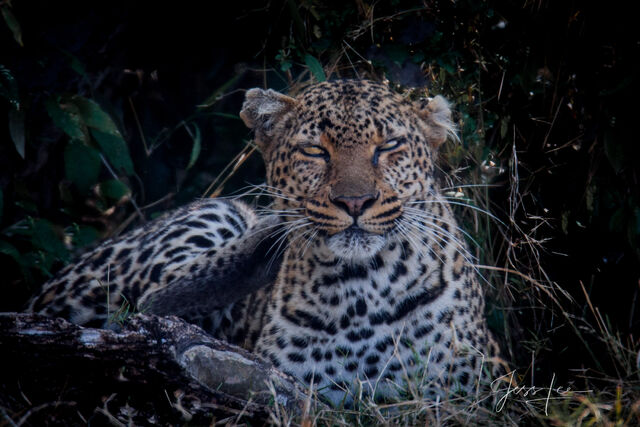 The Best Wildlife Photography Telephoto Lens | Fine Art Photography by ...