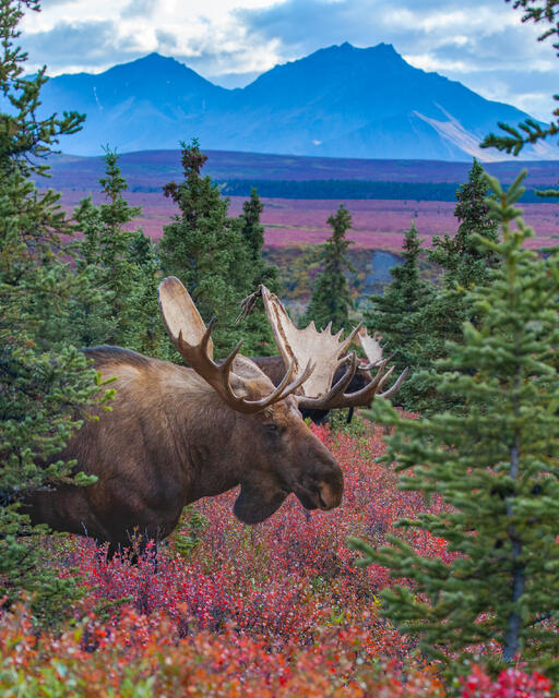 Moose Photo Gallery of Moose Photography in Alaska & Wyoming | Jess Lee ...