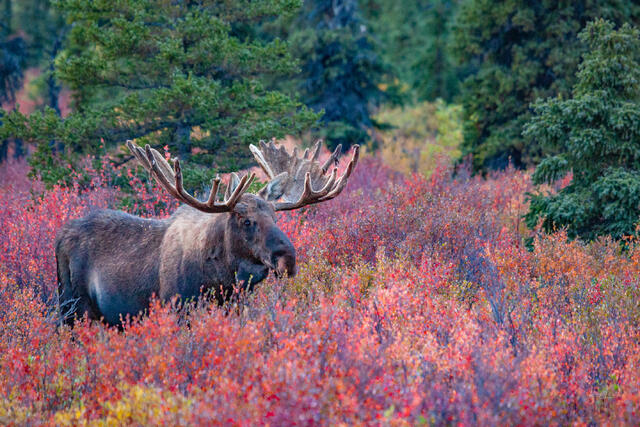 Moose Photo Gallery of Moose Photography in Alaska & Wyoming | Jess Lee ...