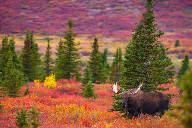 Moose Photo Gallery of Moose Photography in Alaska & Wyoming | Jess Lee ...