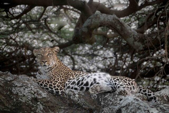 Wild Cat Pictures and Photography Prints - Photos | Fine Art ...