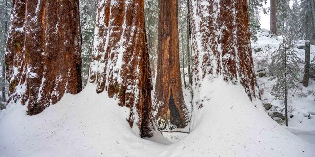 Sequoia N.P. Photography Prints of Big Trees | Fine Art Photography by ...