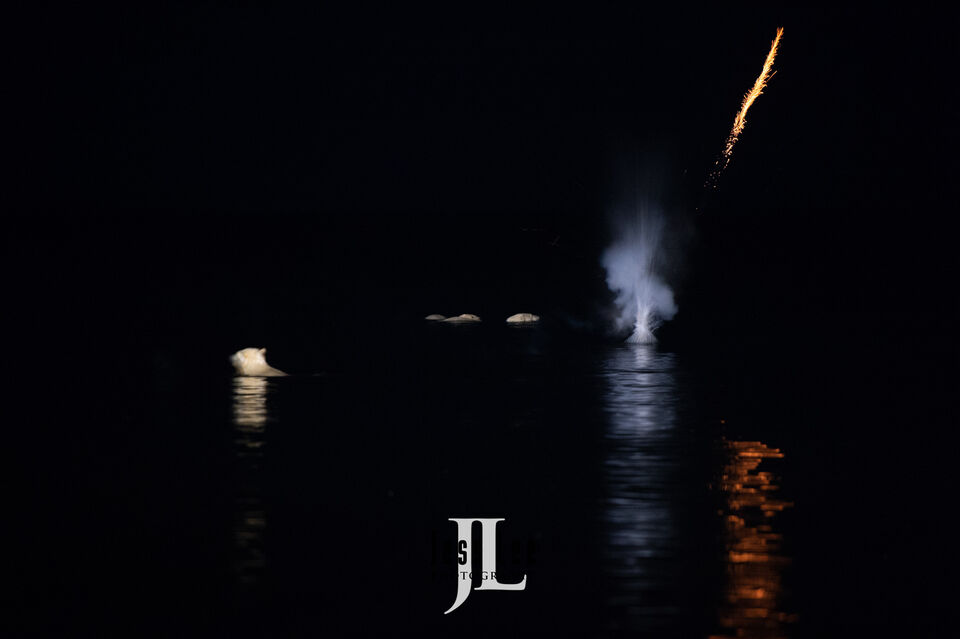 Polar Bear and flash bang | Churchill Canada | Jess Lee Photography