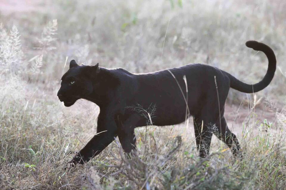 Leopard Photo Gallery of Black, Leopard Photography | Large Format ...