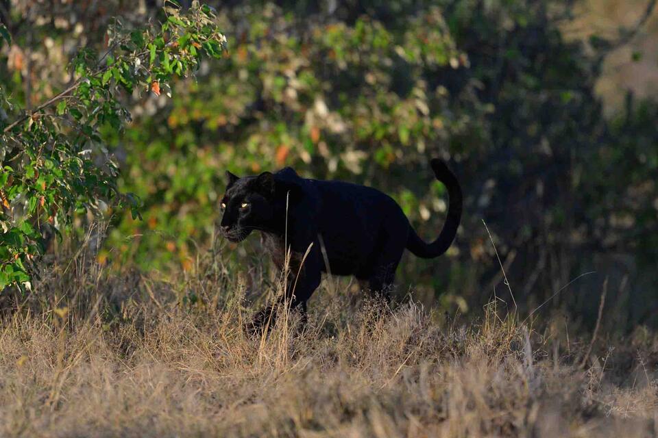 Leopard Photo Gallery of Black, Leopard Photography | Large Format ...