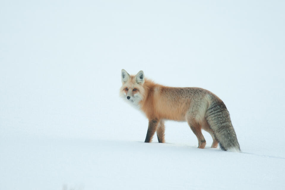 Fox-photo-18 | Rocky Mountains,USA | Large Format Prints by Jess Lee