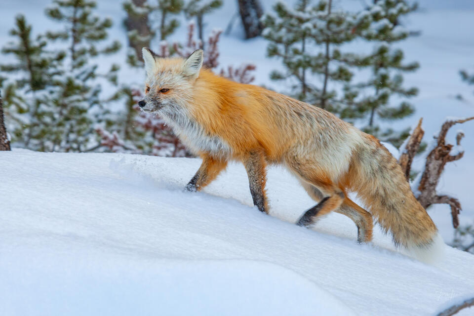 Fox-photo-17 | Rocky Mountains,USA | Fine Art Photography by Jess Lee