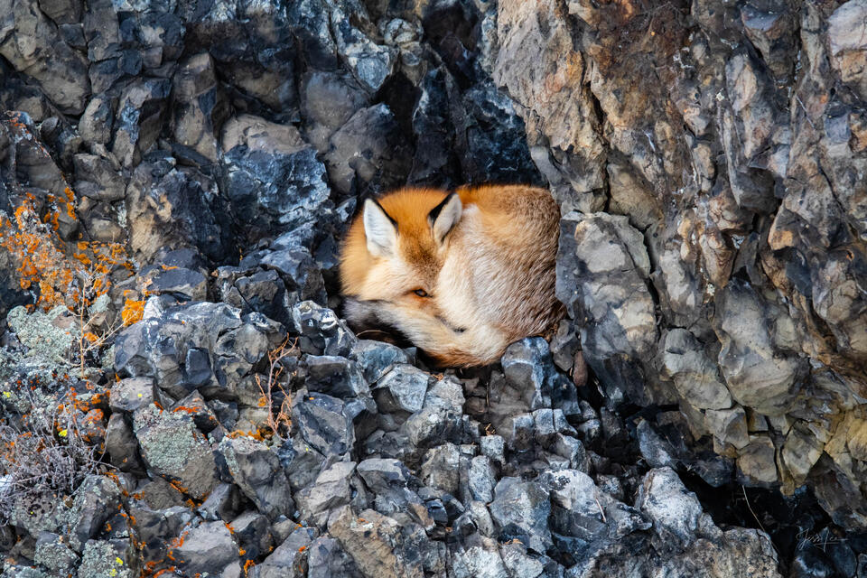 Peak-a-boo-Fox | Rocky Mountains,USA | Large Format Prints by Jess Lee