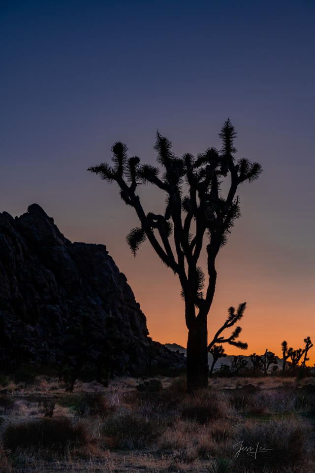 Desert Sunset | Joshua Tree National Park, California | Large Format ...
