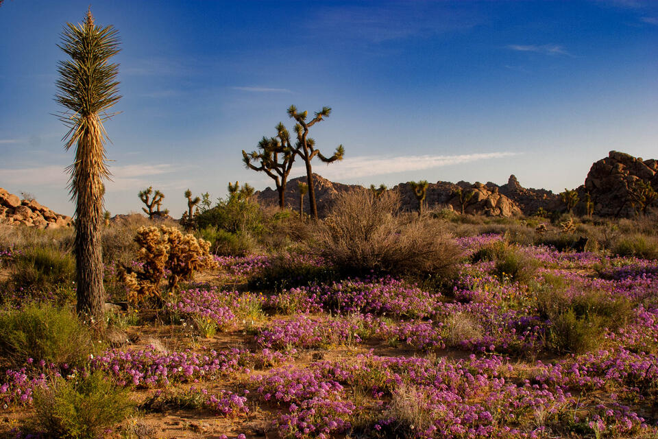 Joshua Tree Spring | Joshua Tree National Park, California | Fine Art ...