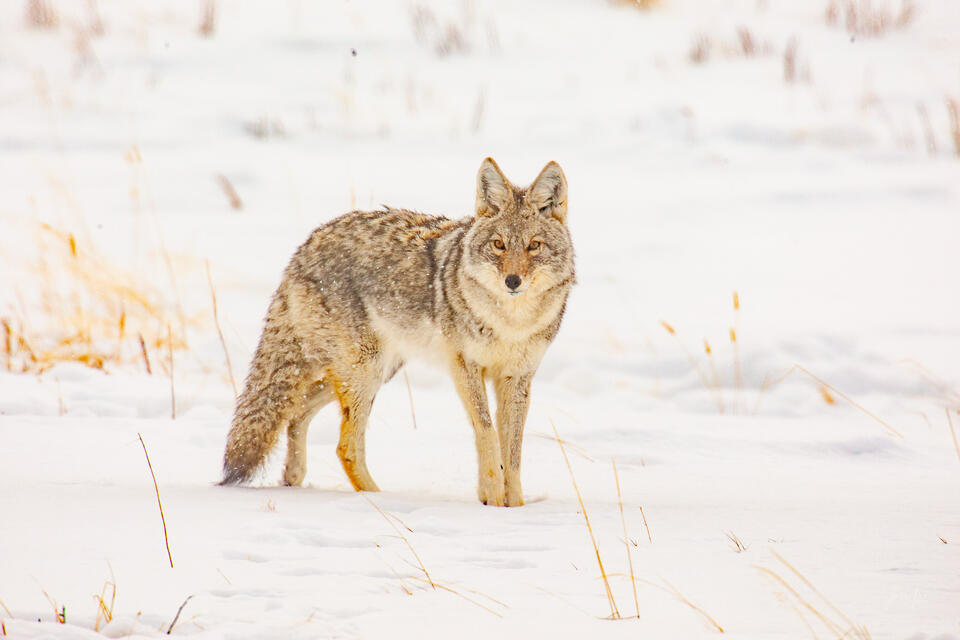 Coyote Photo 10 | Rocky Mountains, USA | Large Format Prints by Jess Lee