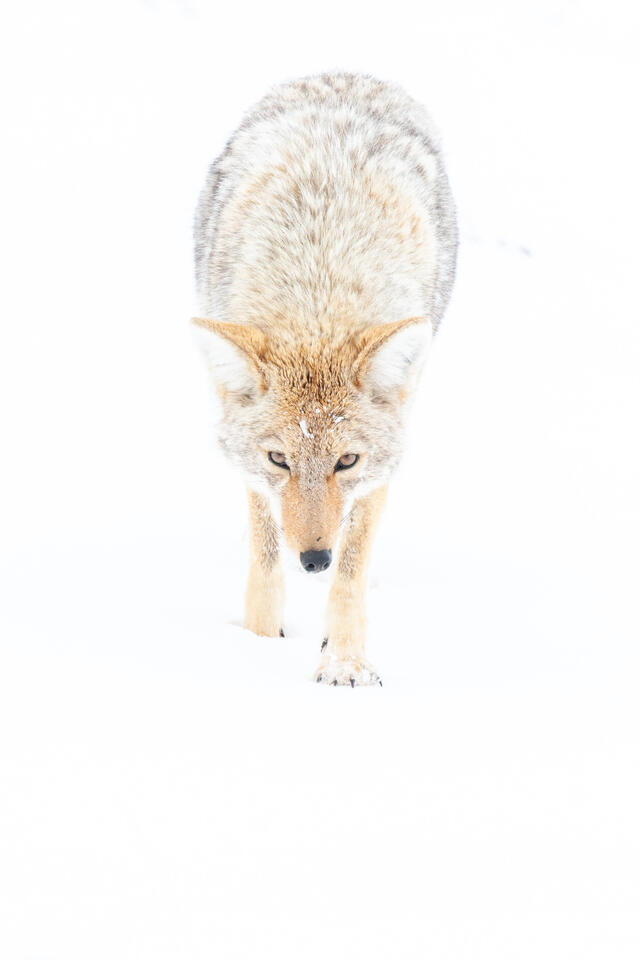 Coyote Photograph 13 | Rocky Mountains, USA | Large Format Prints by ...