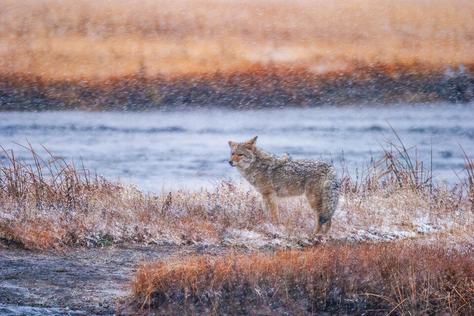Coyote Picture 10 | Rocky Mountains, USA | Large Format Prints by Jess Lee