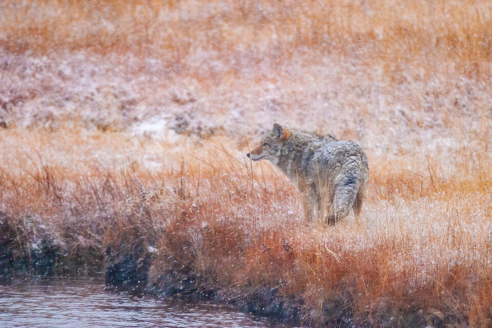 Coyote Picture 9 | Rocky Mountains, USA | Large Format Prints by Jess Lee
