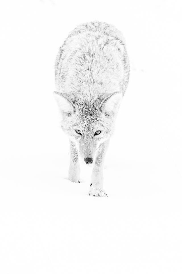 Coyote Picture 18 | Rocky Mountains, USA | Large Format Prints by Jess Lee