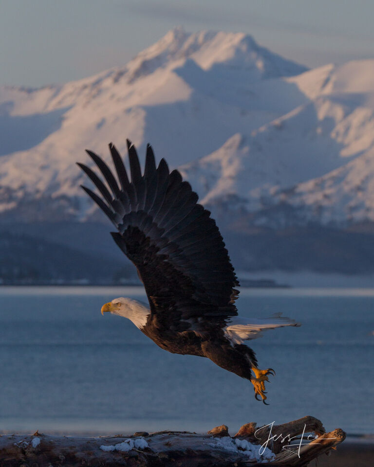 Fly By | Bald Eagle Photography Print | Large Format Prints by Jess Lee