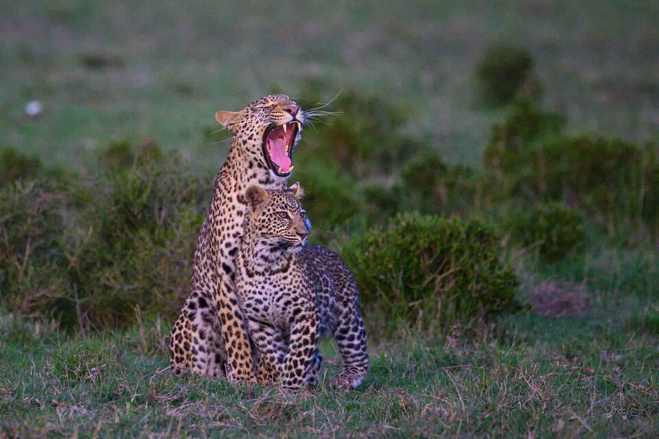 Leopard Photo Gallery of Black, Leopard Photography | Large Format ...