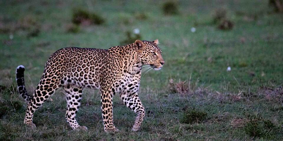 Leopard Photo Gallery of Black, Leopard Photography | Large Format ...