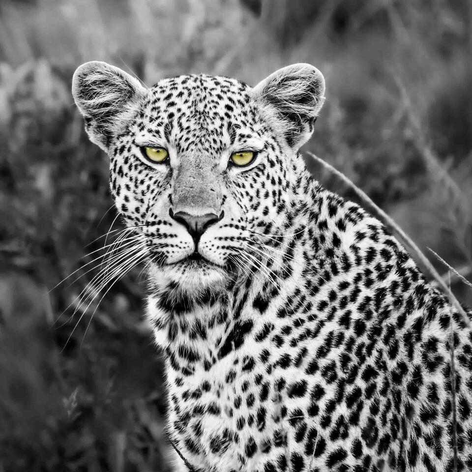 Leopard Photo Gallery of Black, Leopard Photography | Large Format ...
