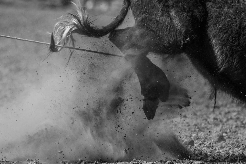 Team Roping | Cowboy Country, beyond the road. | Jess Lee Photography