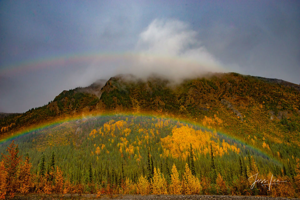 Trees of the Arctic | Arctic Alaska | Fine Art Photography by Jess Lee