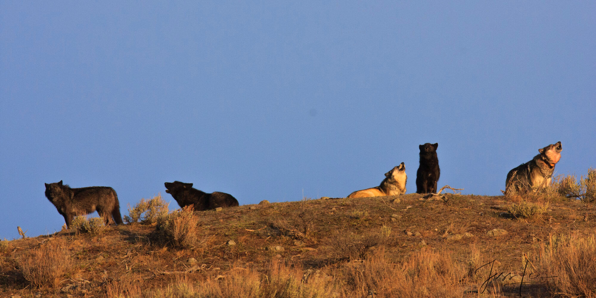 Wolf Photo Gallery, Photography Pictures of Wild Wolves | Photos by ...