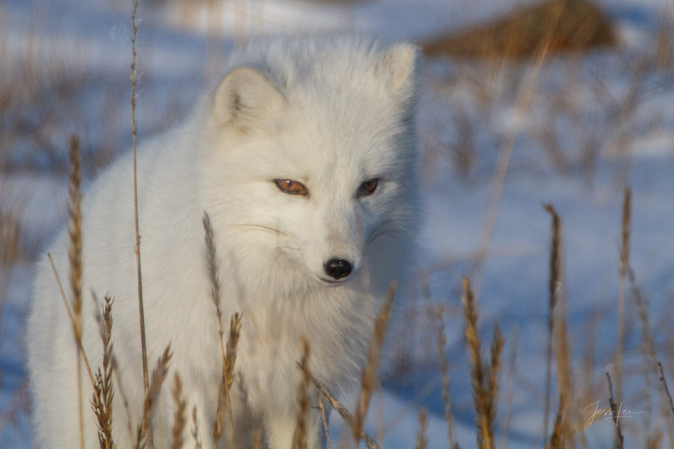 Arctic Fox Photography- Photos and Prints of White Foxes | Large Format Prints by Jess Lee