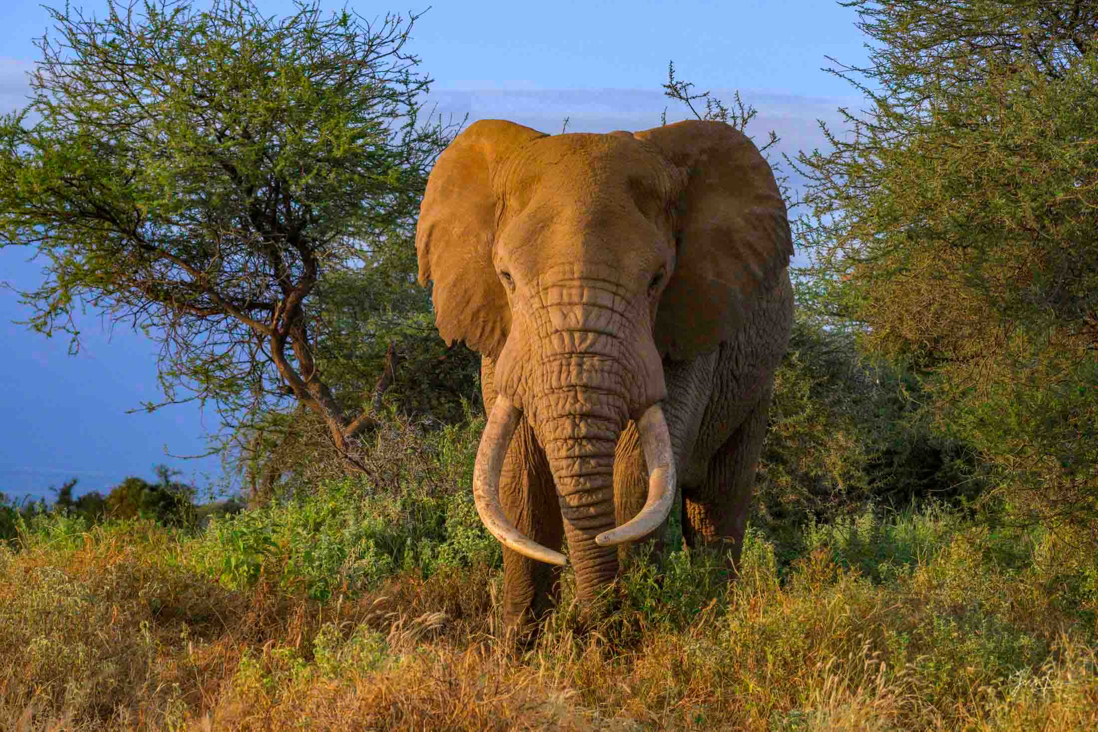 Kenya, Africa | Fine Art Photography by Jess Lee
