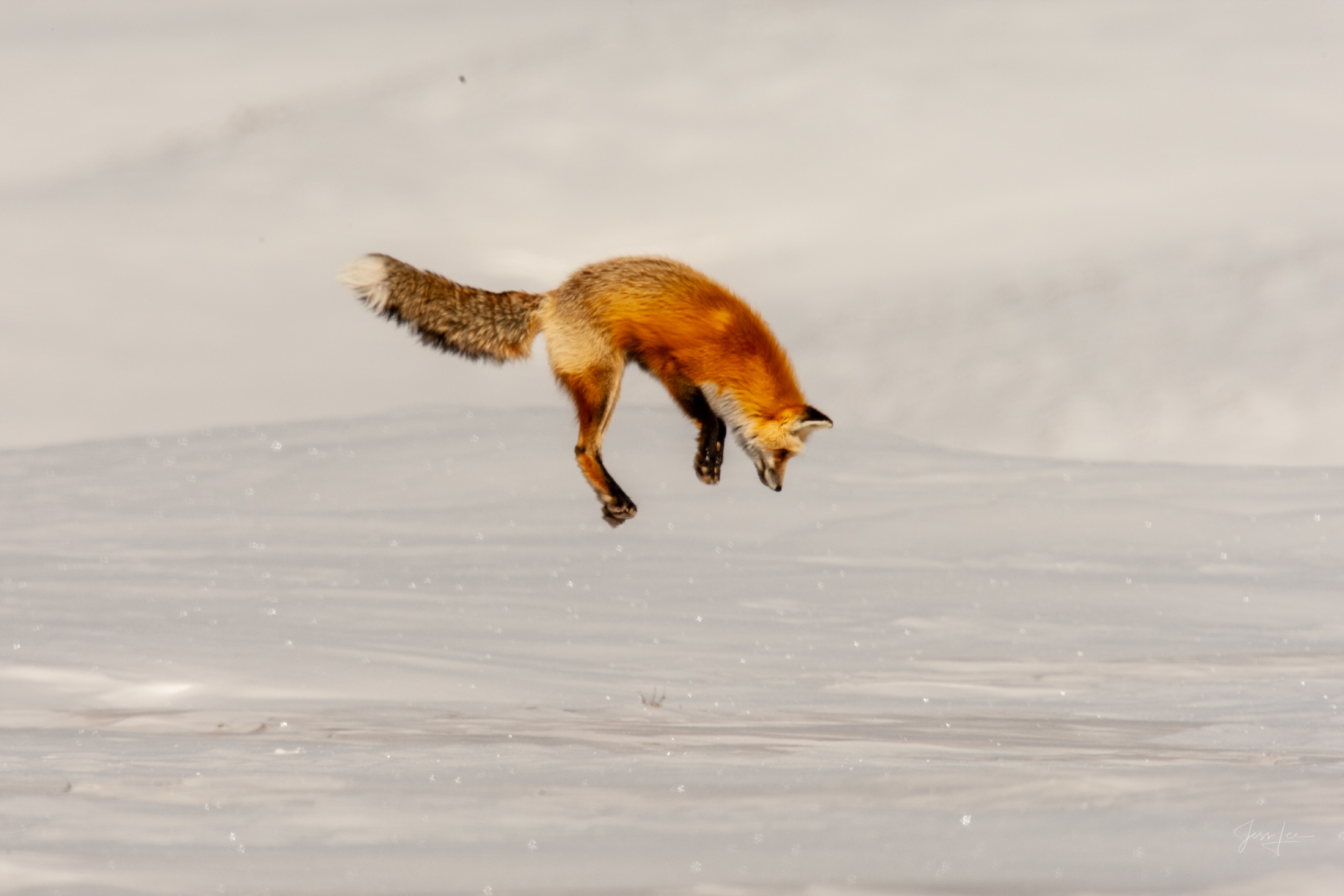 Fox-photo-25 | Rocky Mountains,USA | Large Format Prints by Jess Lee
