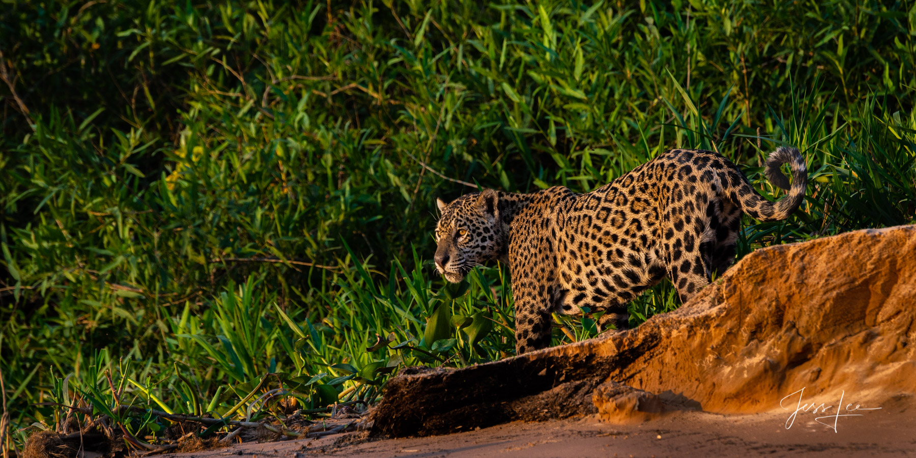 On the Bank | Amazon Basin Brazil | Large Format Prints by Jess Lee