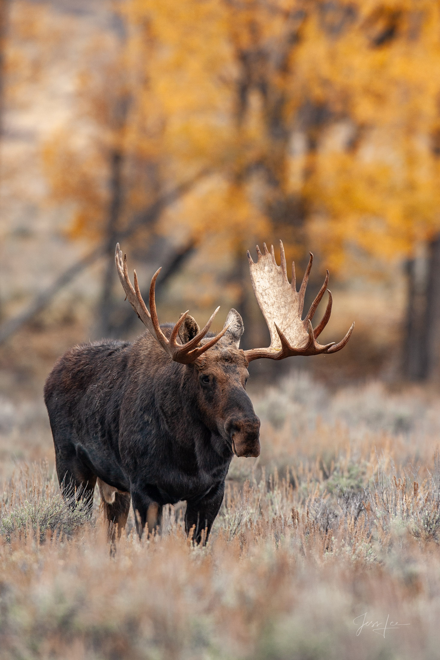 Autumn Teton Moose | Grand Teton National Park | Large Format Prints by ...