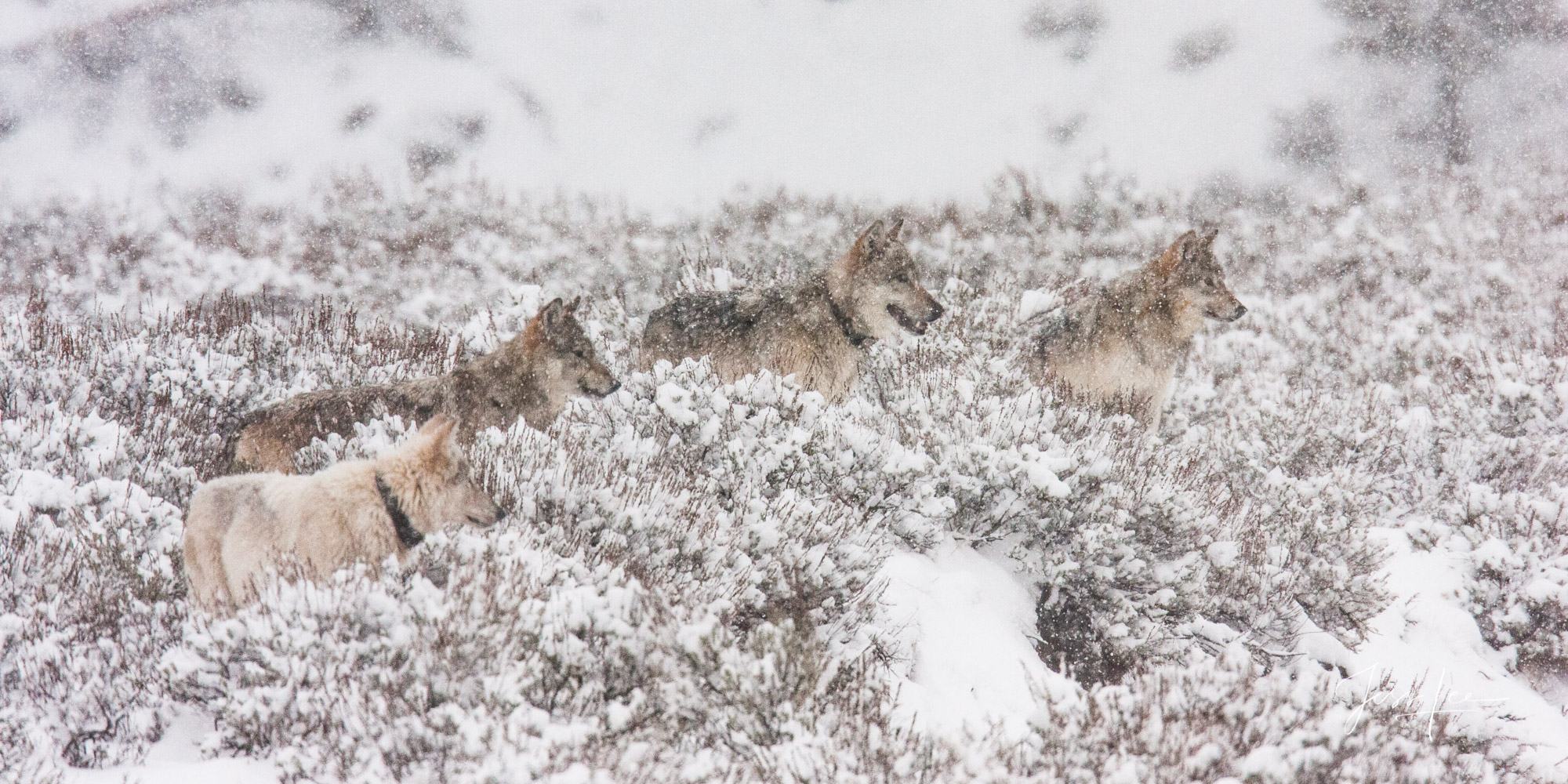 Frosty Yellowstone wolves howling | Yellowstone | Wyoming | Photos by ...