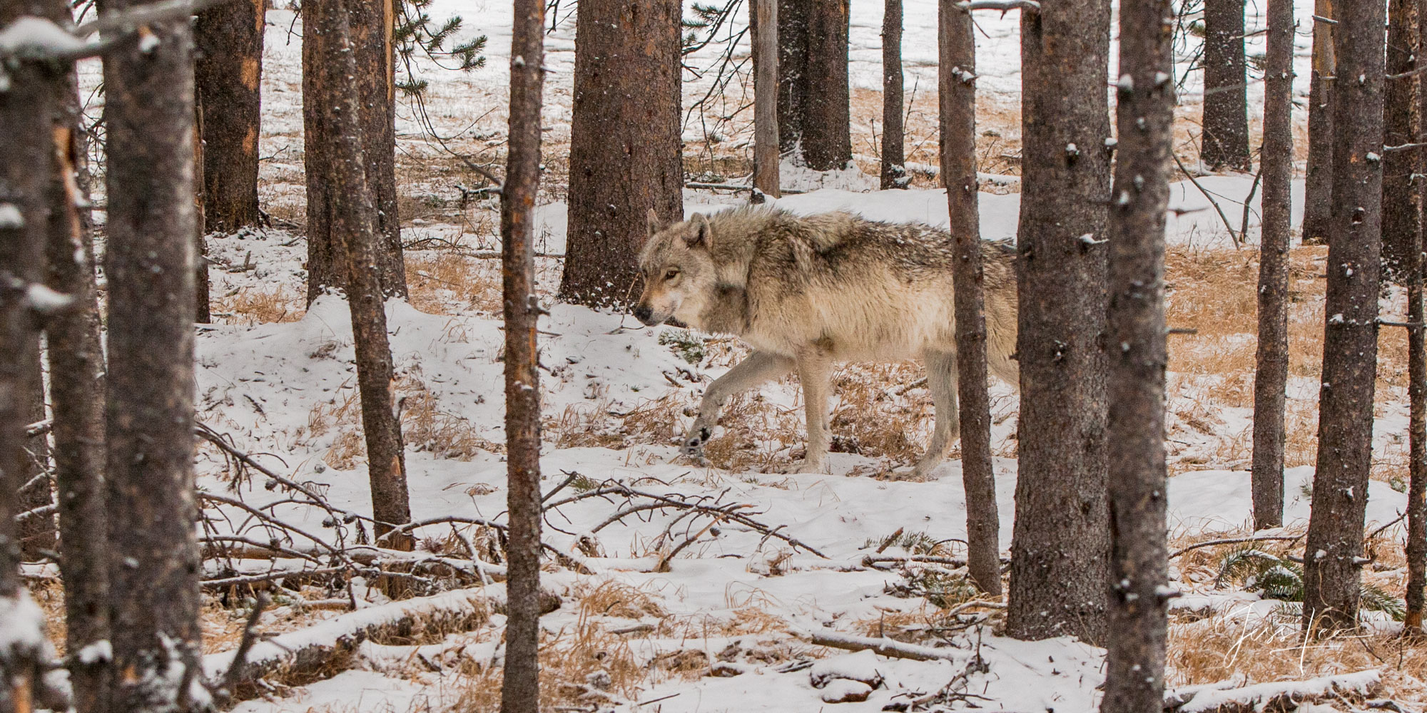 Timber wolf | Yellowstone | Wyoming | Jess Lee Photos