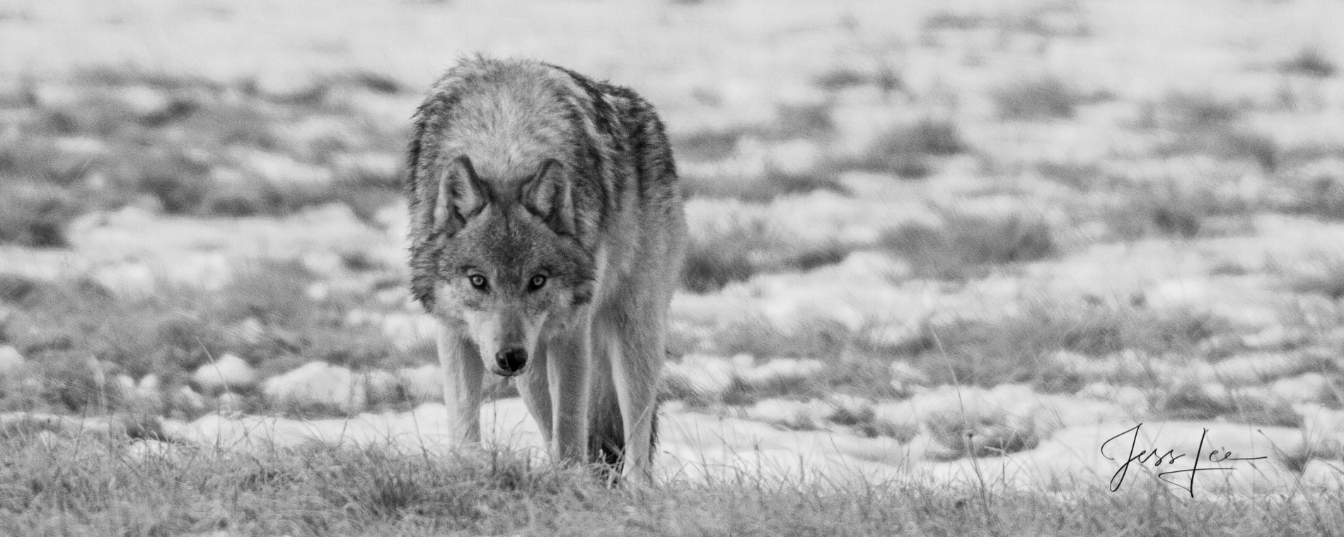 Yellowstone wolf-14picture | Yellowstone | Wyoming | Jess Lee Photos