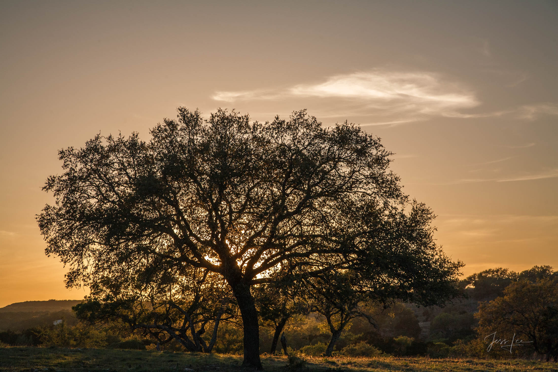 Sunset Lace Oak | Texas | Large Format Prints by Jess Lee