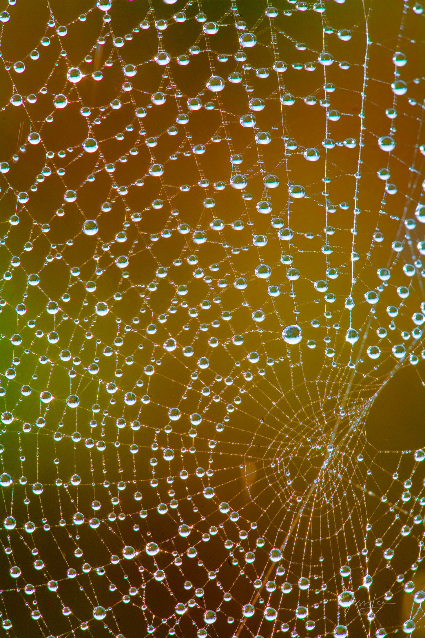 Dew Drops | Texas | Large Format Prints by Jess Lee