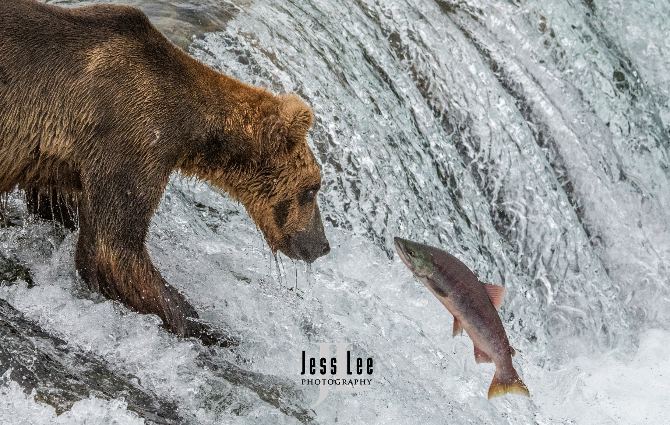 Grizzly Bear Photography Workshops and Tour | Alaska Bears fishing in ...