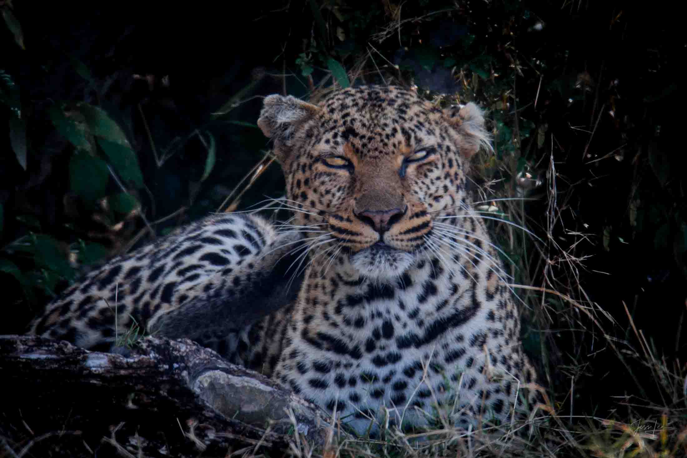 Leopard Photograph of a Leopard resting in the Bush | Large Format ...