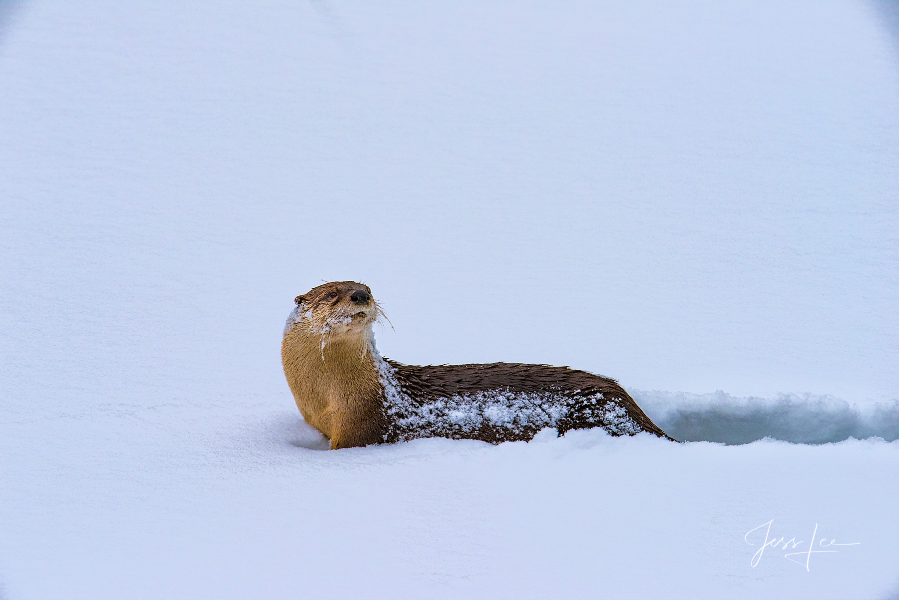 River Otter Slide | Yellowstone | Wyoming | Large Format Prints by Jess Lee