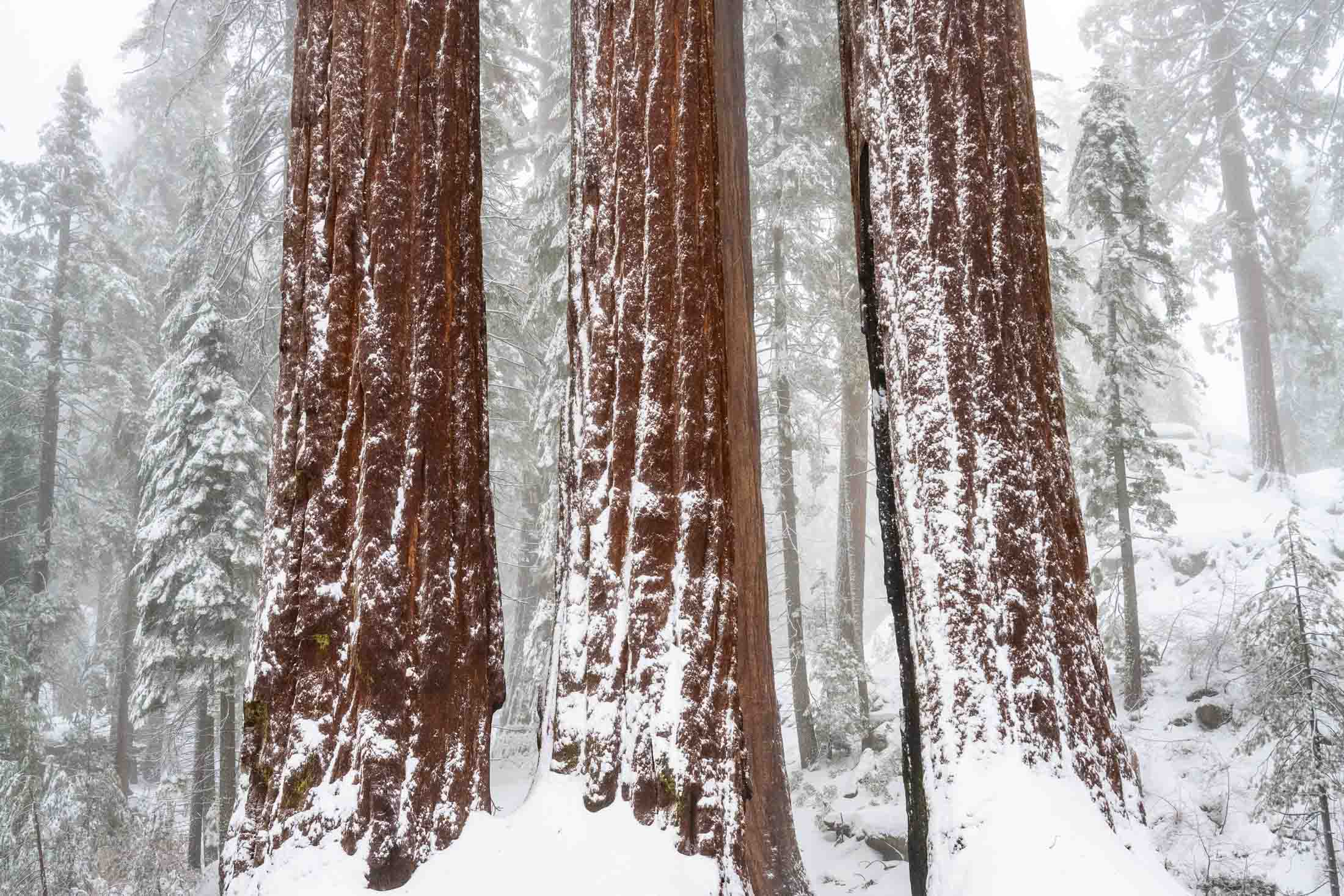 Sequoia's Big Three | Sequoia National Park, California | Large Format ...
