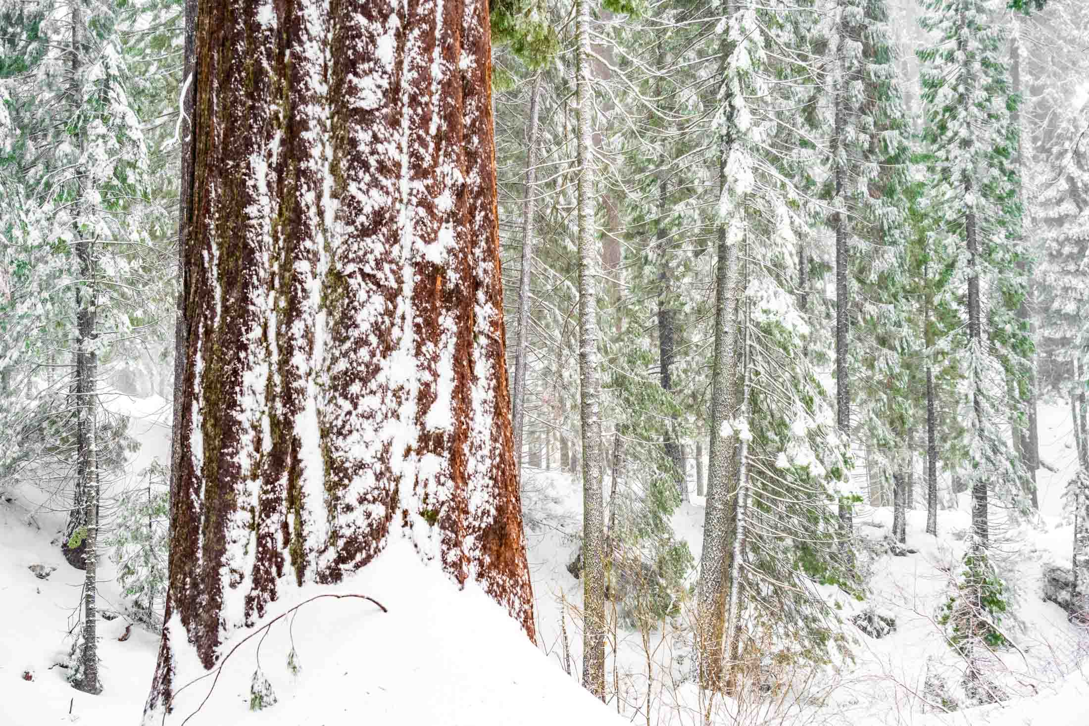 Sequoia Red | Sequoia National Park, California | Large Format Prints ...