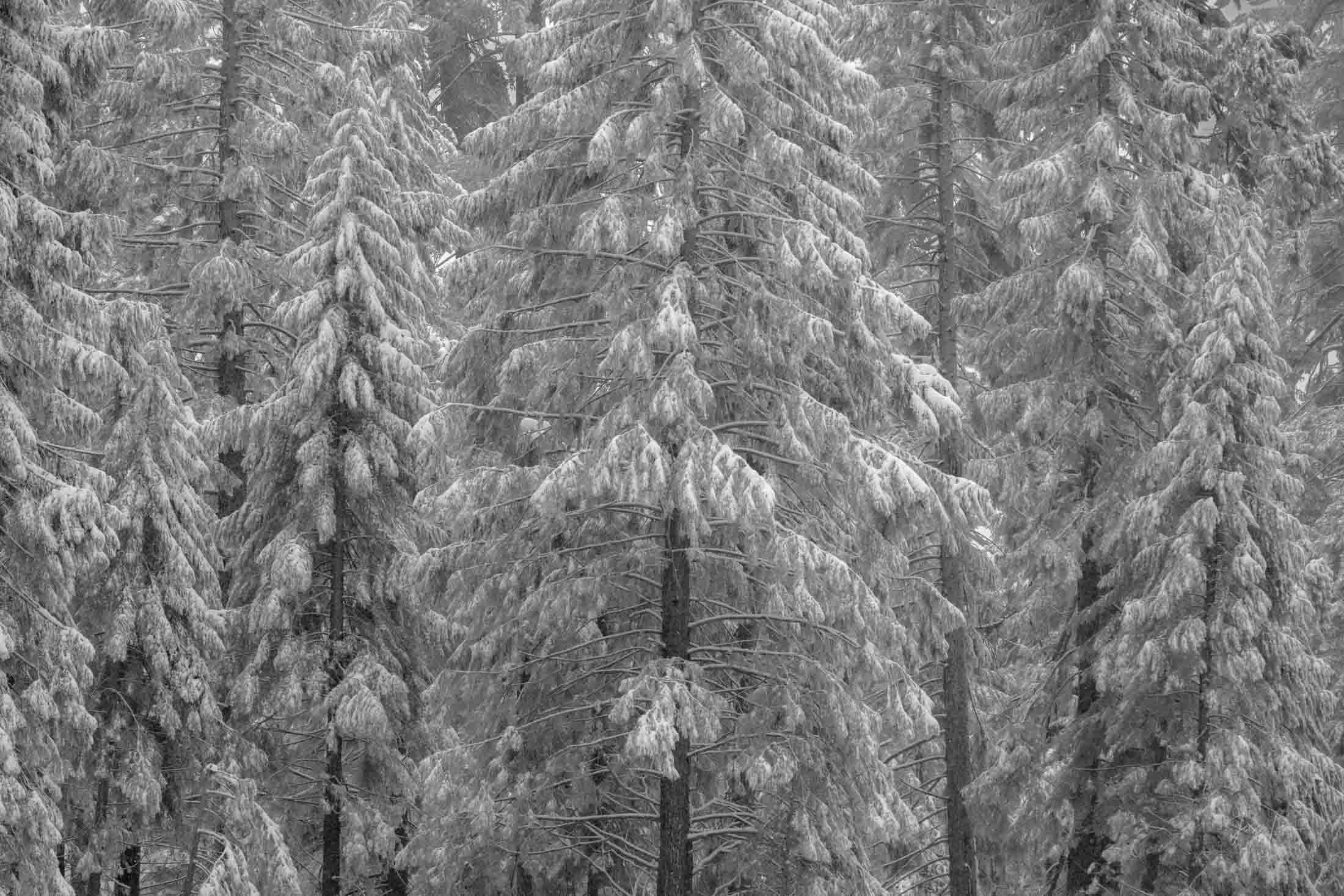 Sequoia Frost | Sequoia National Park, California | Large Format Prints ...