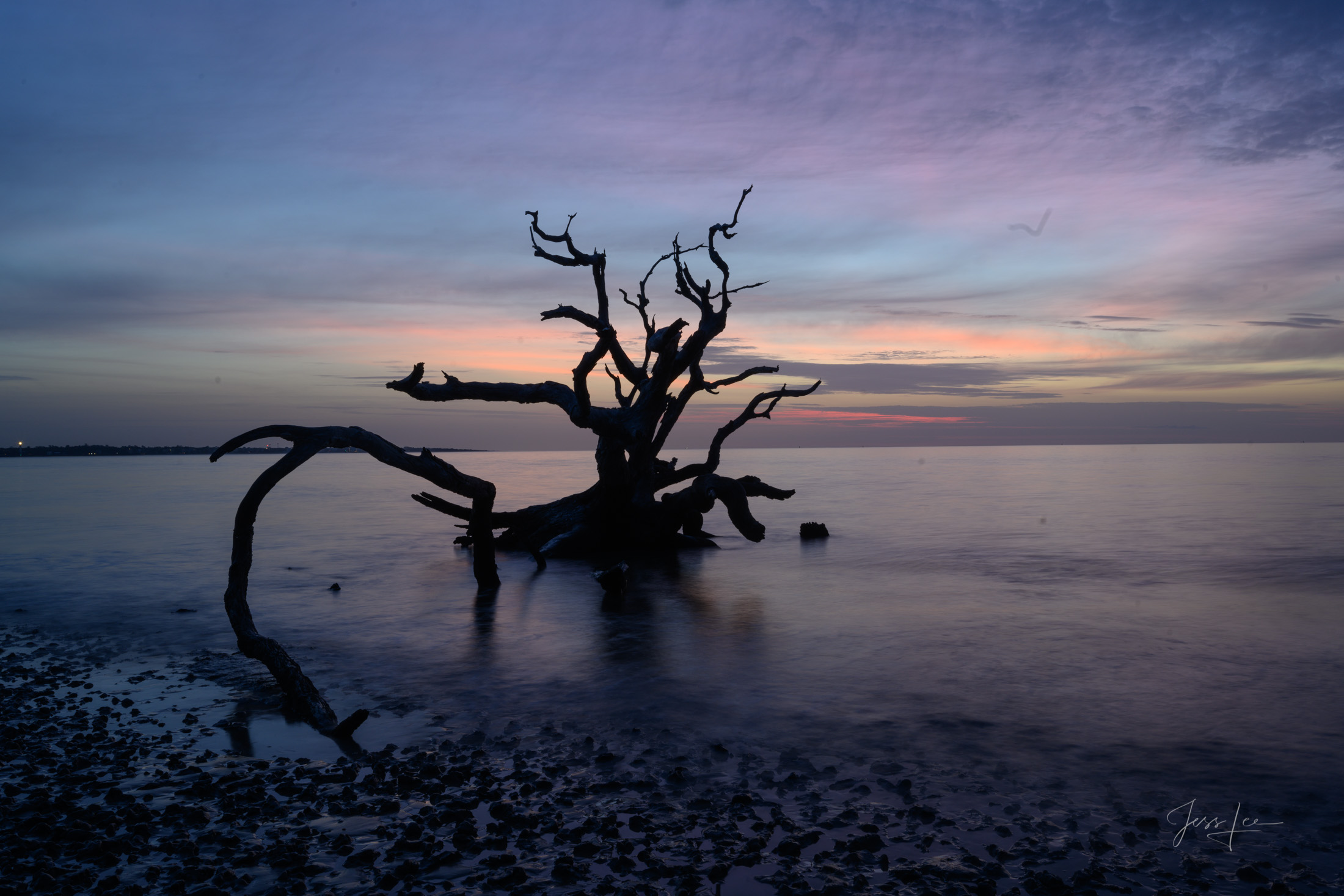 Fine Art Photos by Jess Lee