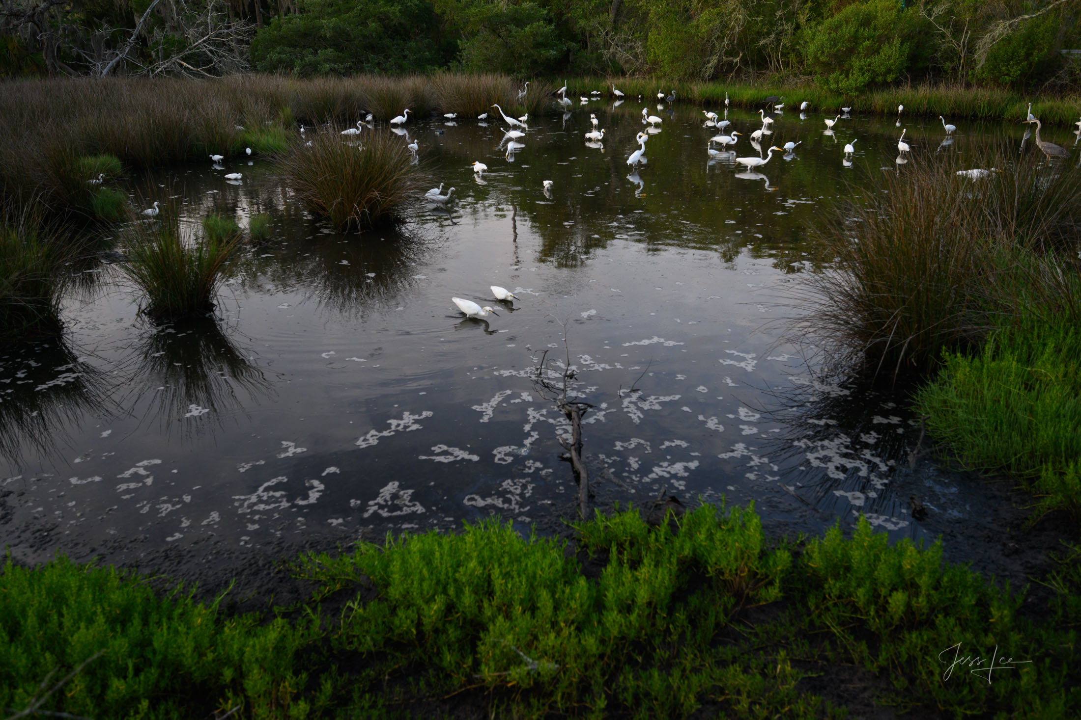 Large Format Prints by Jess Lee